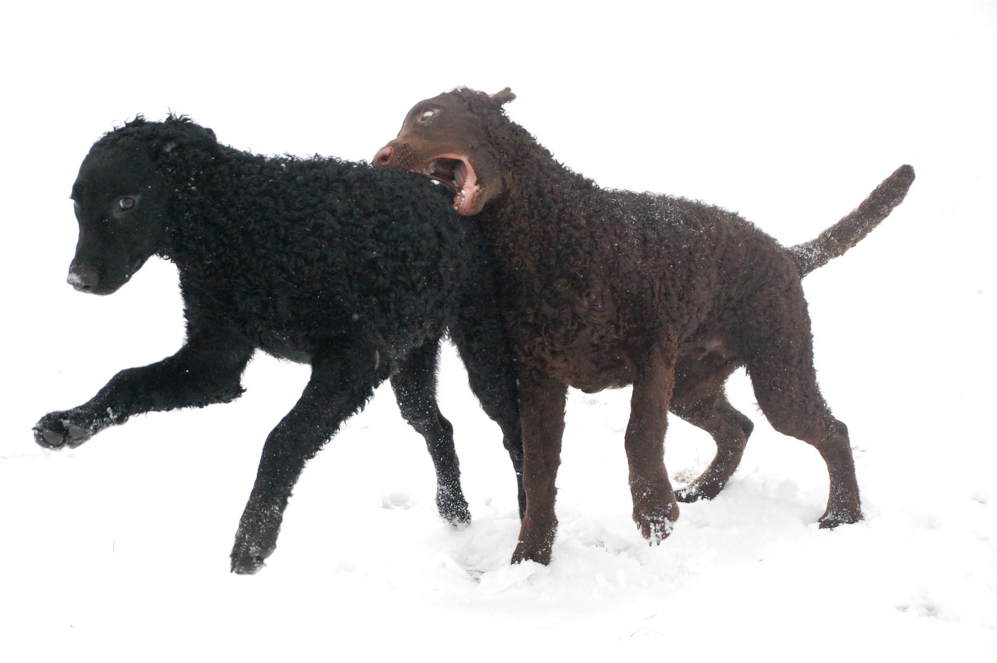 Kiharakarvainen noutaja - Suomen Noutajakoirajärjestö ry