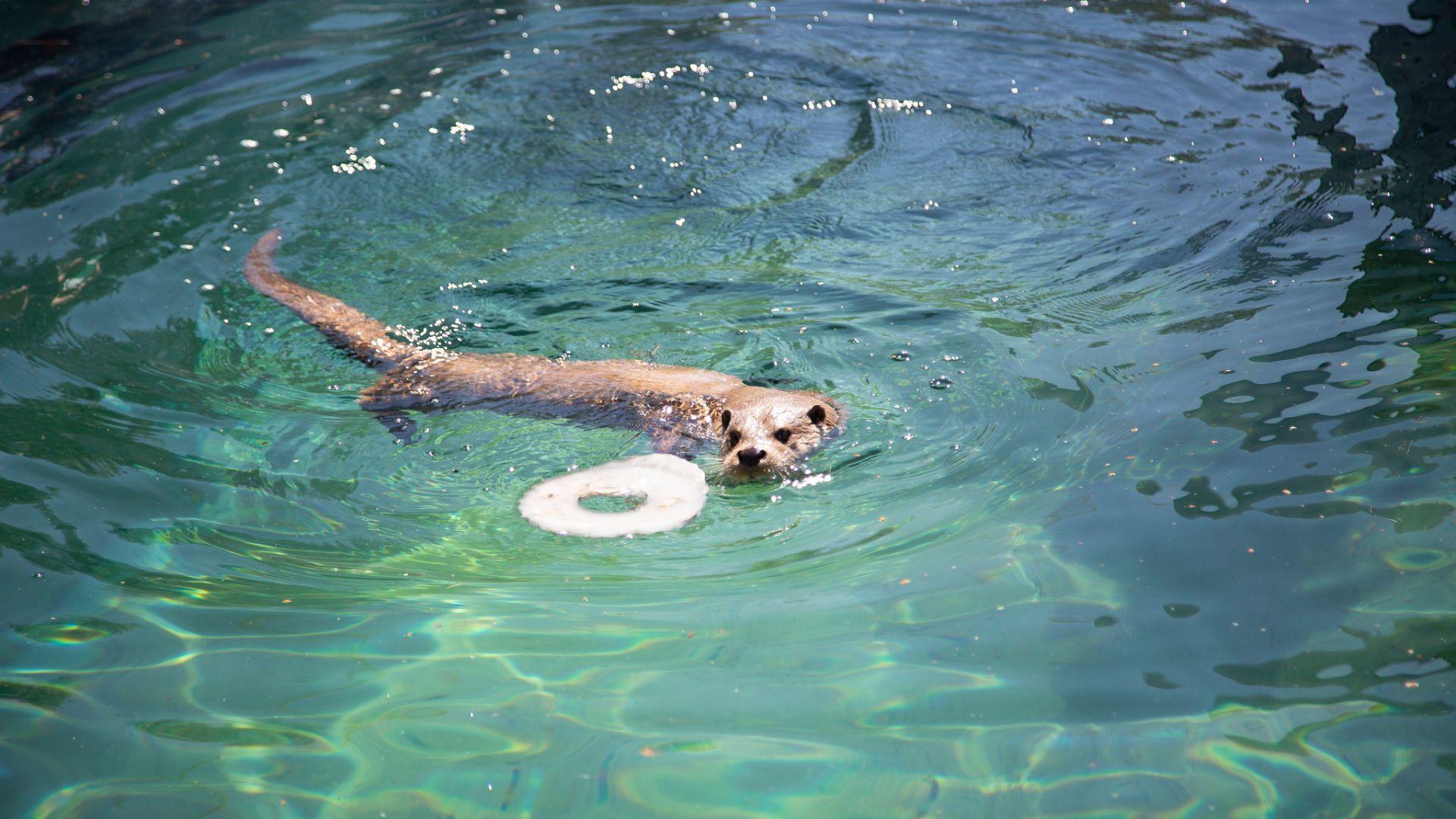 Korkeasaaren-retki potilasperheille - Kympin Lapset ry