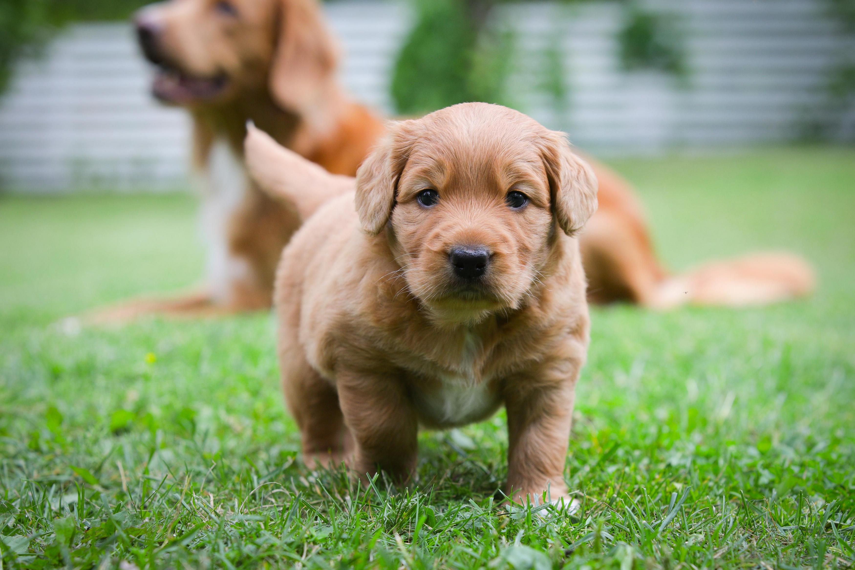 Minulleko tolleri? - Novascotiannoutajat ry