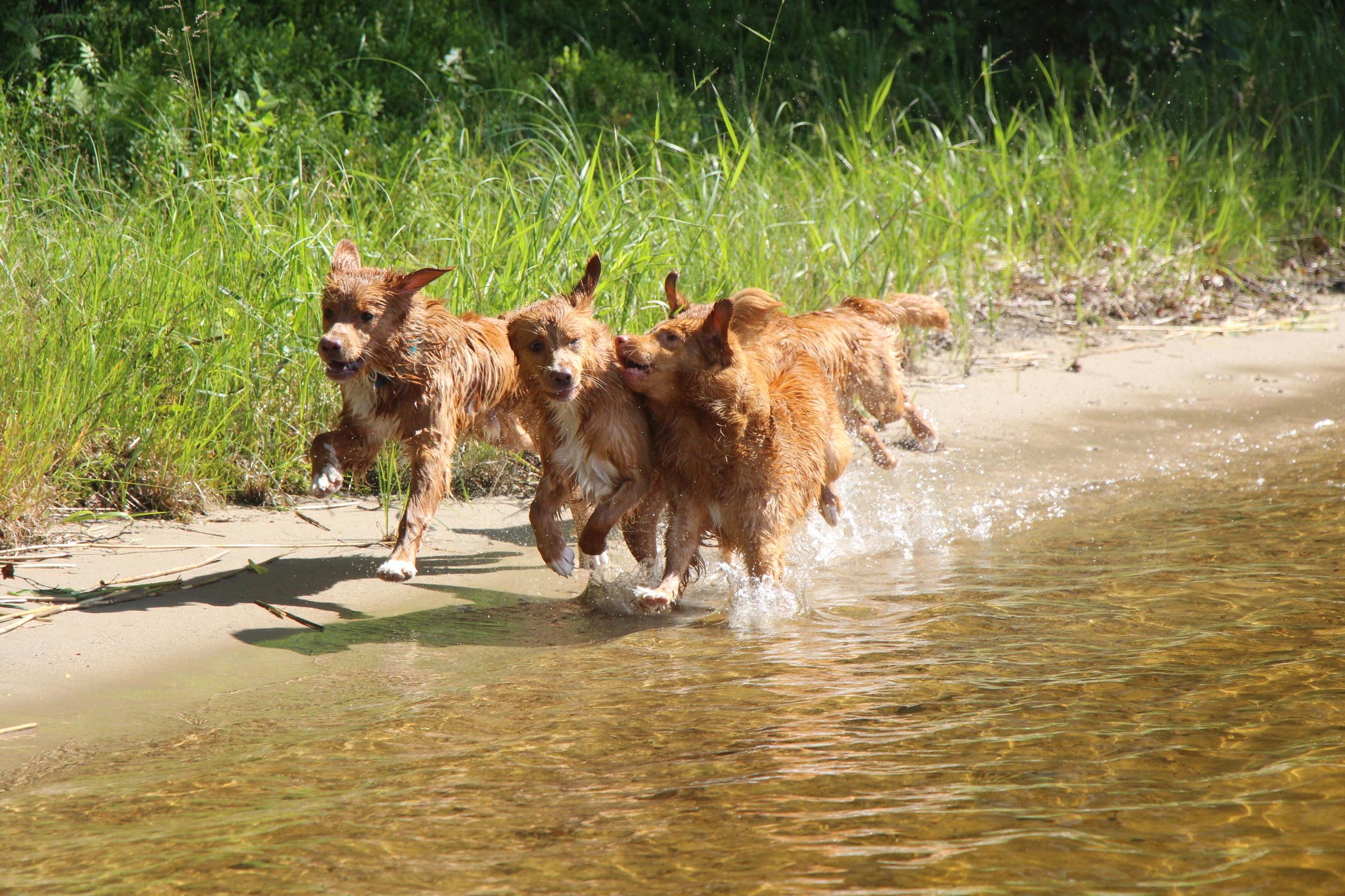 Minulleko tolleri? - Novascotiannoutajat ry