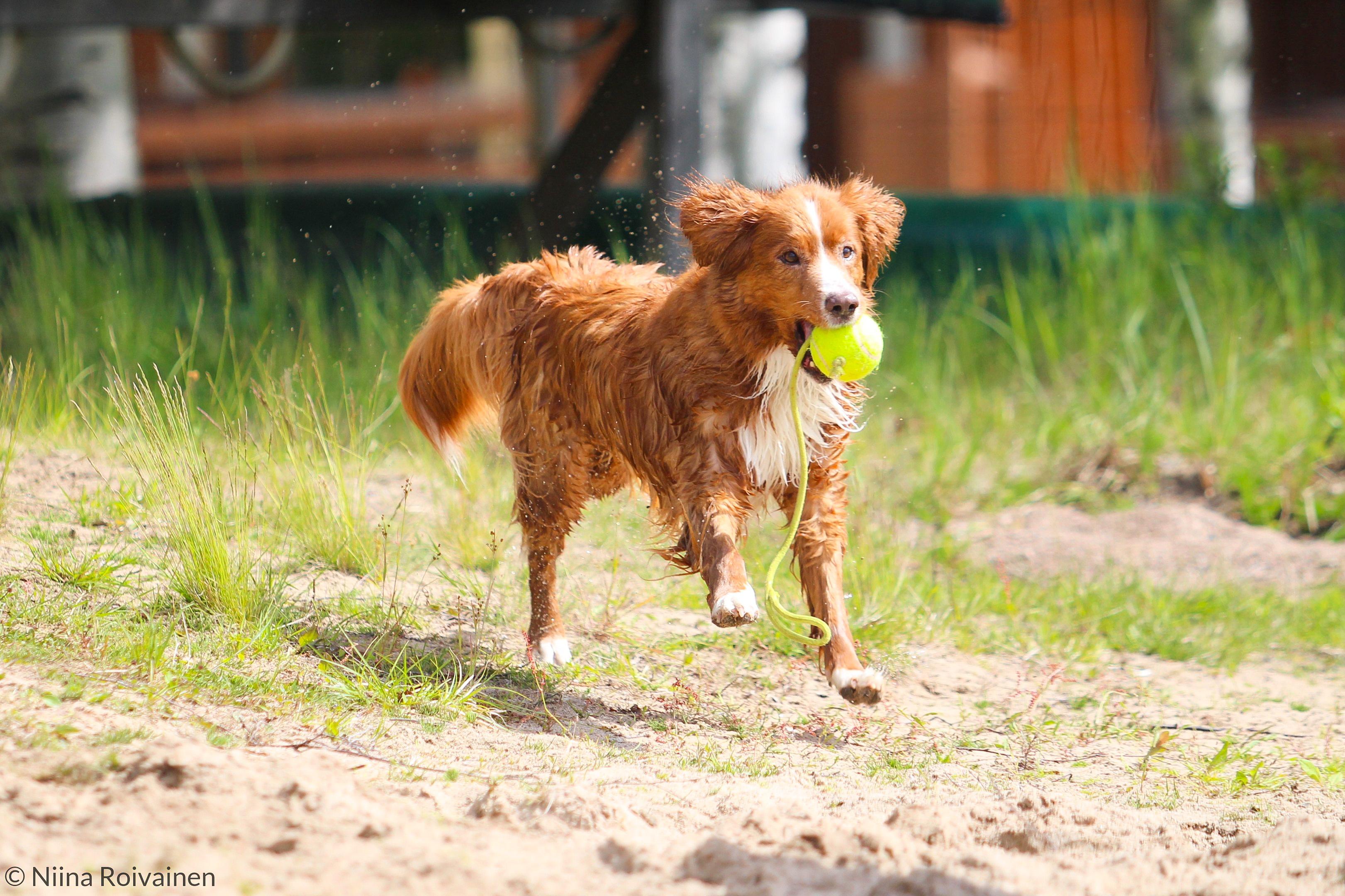 Tolleri - Novascotiannoutajat ry