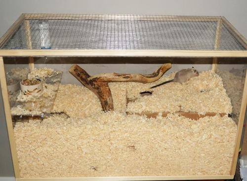 Gerbiilin hoito-ohje - Suomen Gerbiiliyhdistys ry