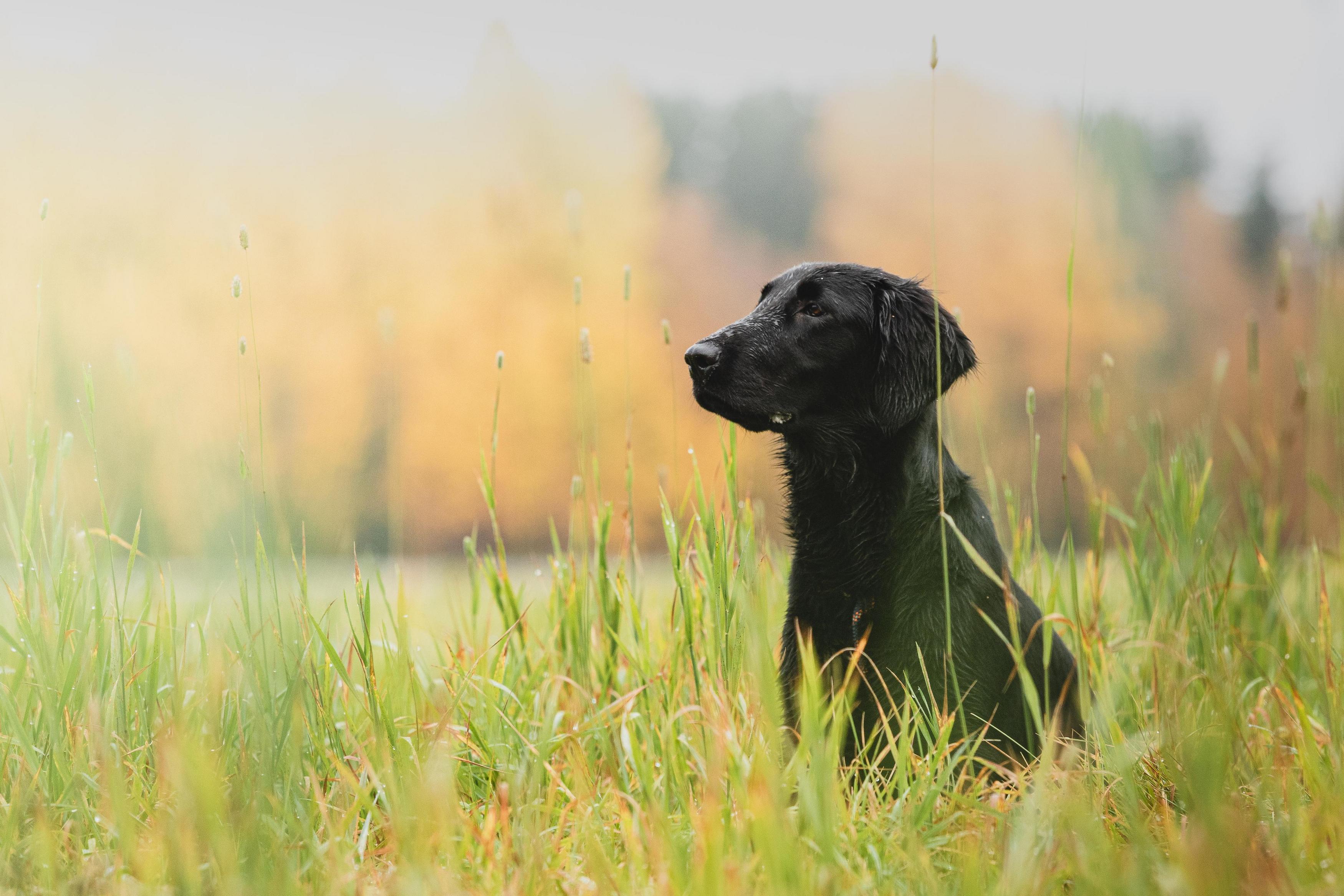 Sileäkarvainen noutaja - Suomen sileäkarvaiset noutajat ry