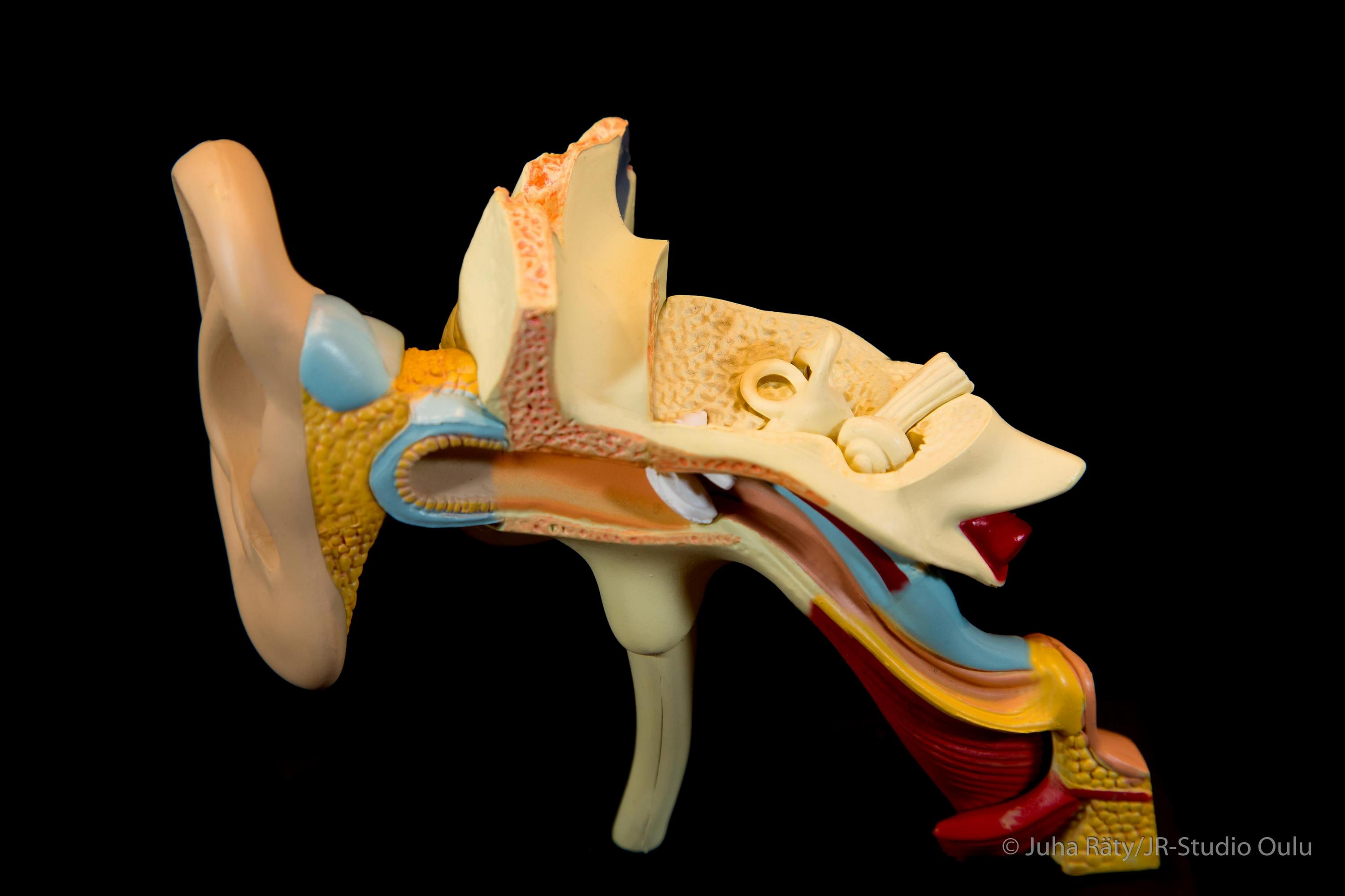 ~ 1. Menieren tauti - Huimaus- ja Meniere-liitto ry