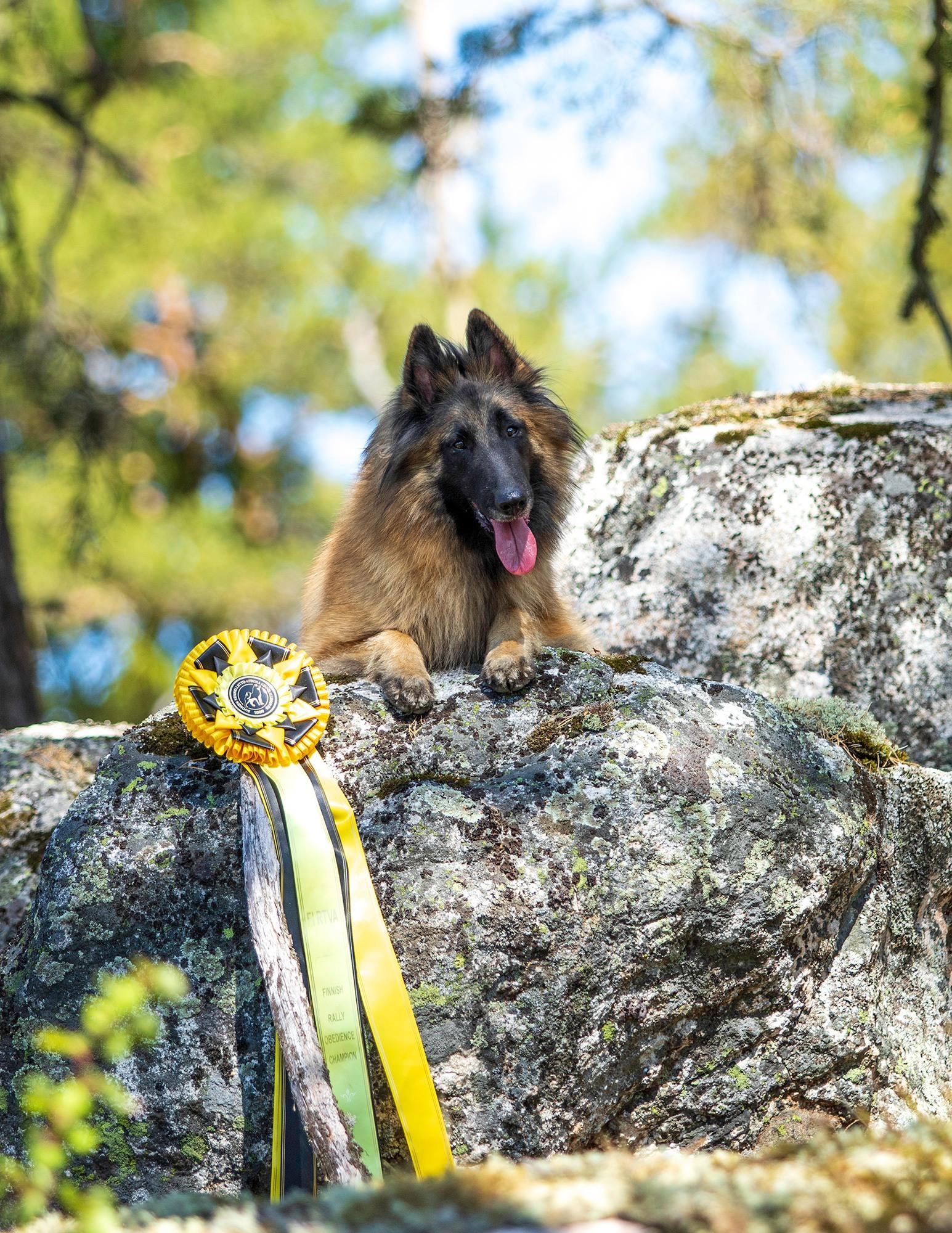 VALIOT - CHAMPIONS - Hundklubben Koirakerho Canidae rf ry