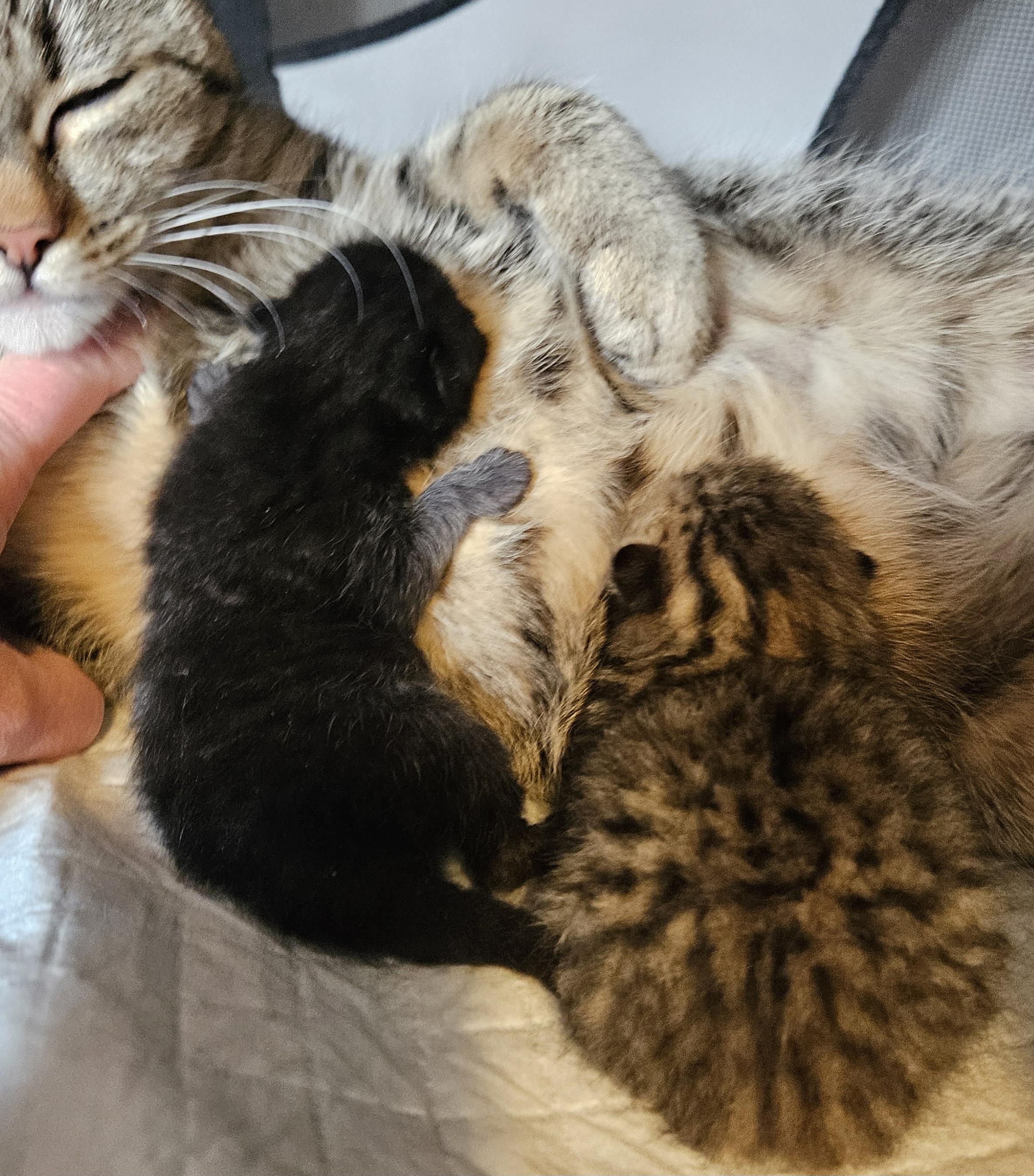 Varattavissa olevat pennut | Suomen Eurooppalaiskissarengas ry