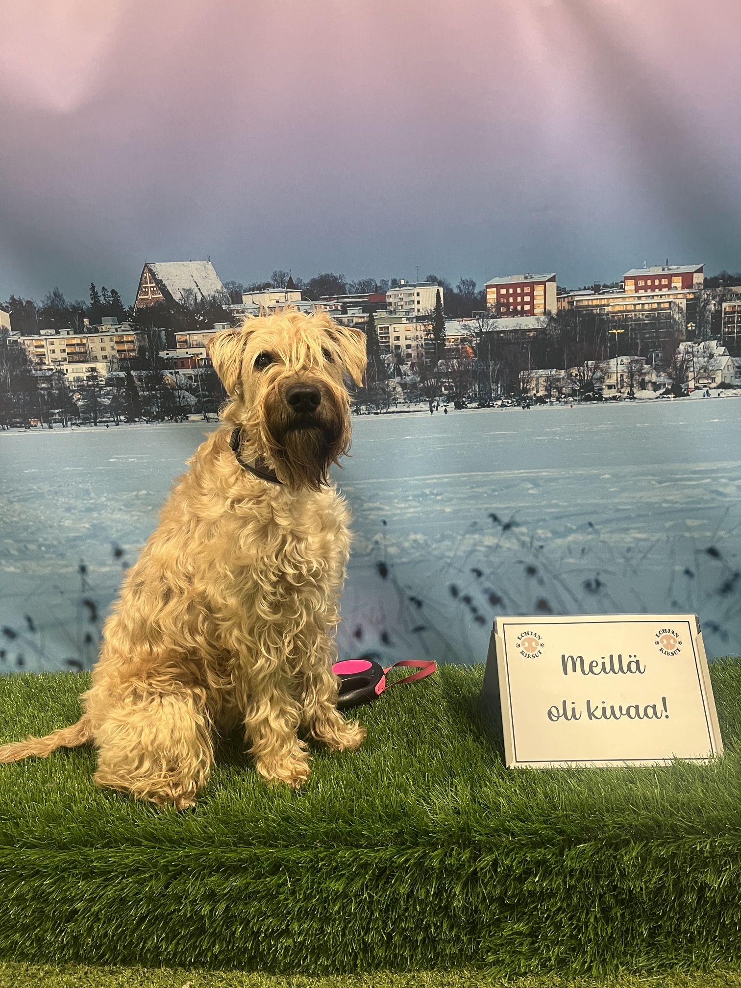 Rallytoko 2025 - Kerry- ja vehnäterrierikerho