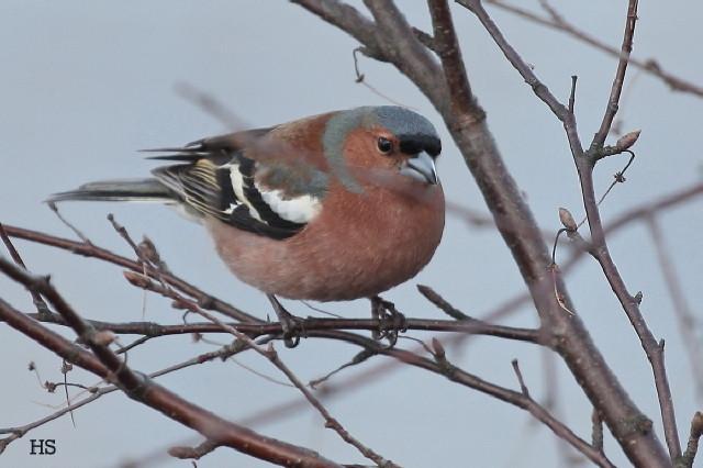 Pihojen taisto - Kymenlaakson Lintutieteellinen Yhdistys ry
