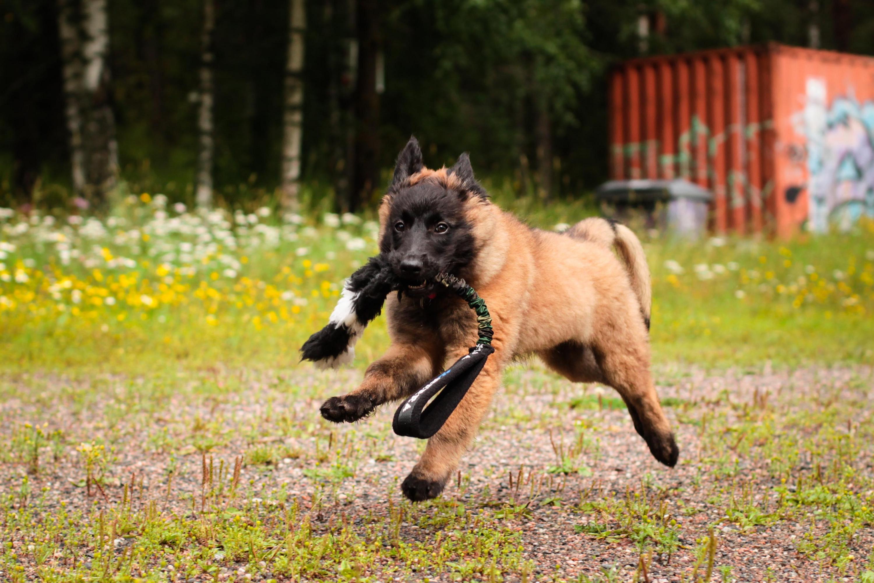 Meillekö belgi? - Suomen Belgianpaimenkoirayhdistys ry