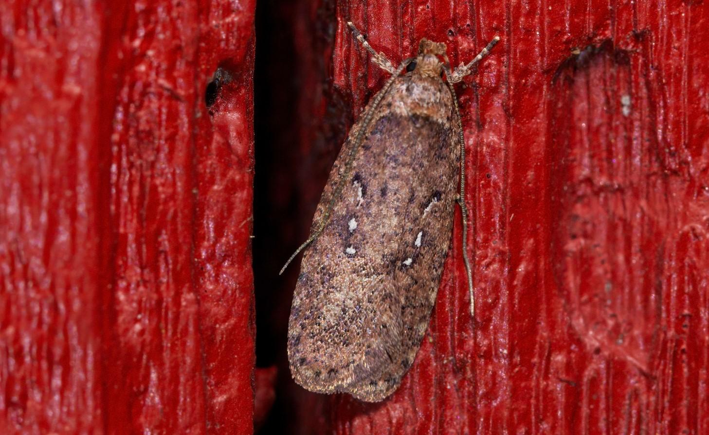 Yleisiä hyönteisiä - Suomen Hyönteisseura