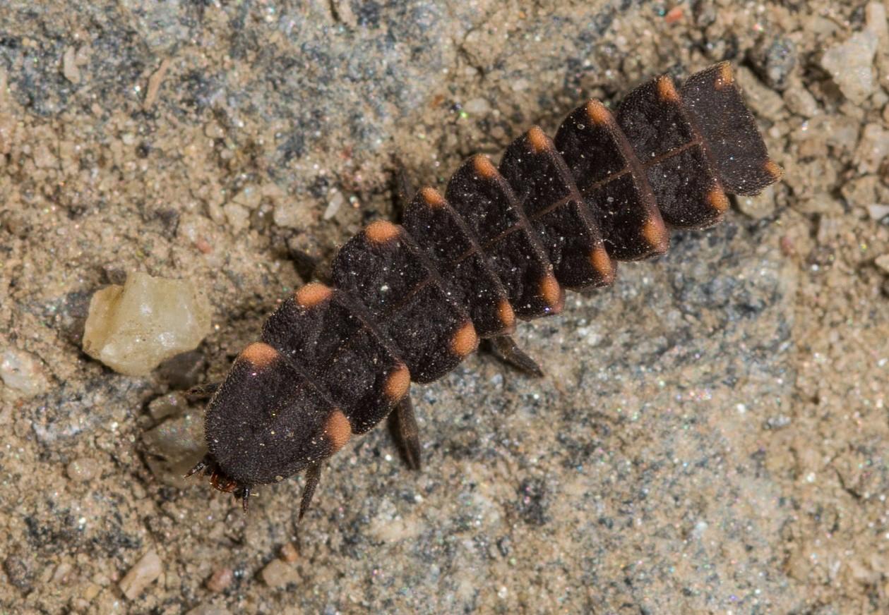 Yleisiä hyönteisiä - Suomen Hyönteisseura