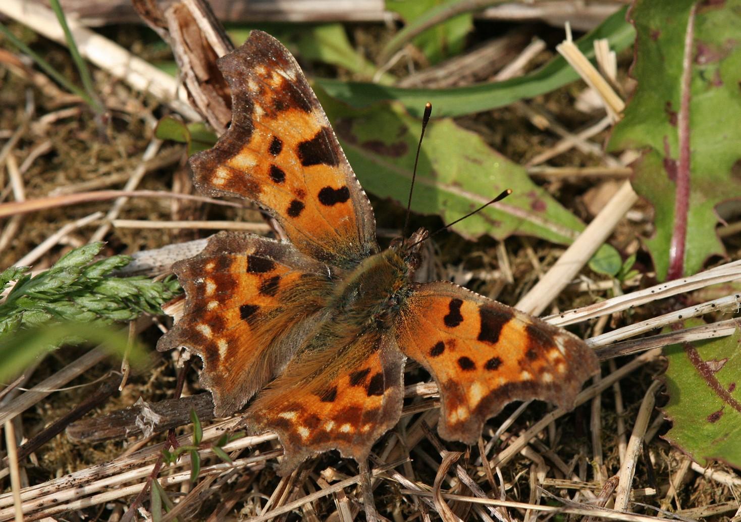 Yleisiä hyönteisiä - Suomen Hyönteisseura