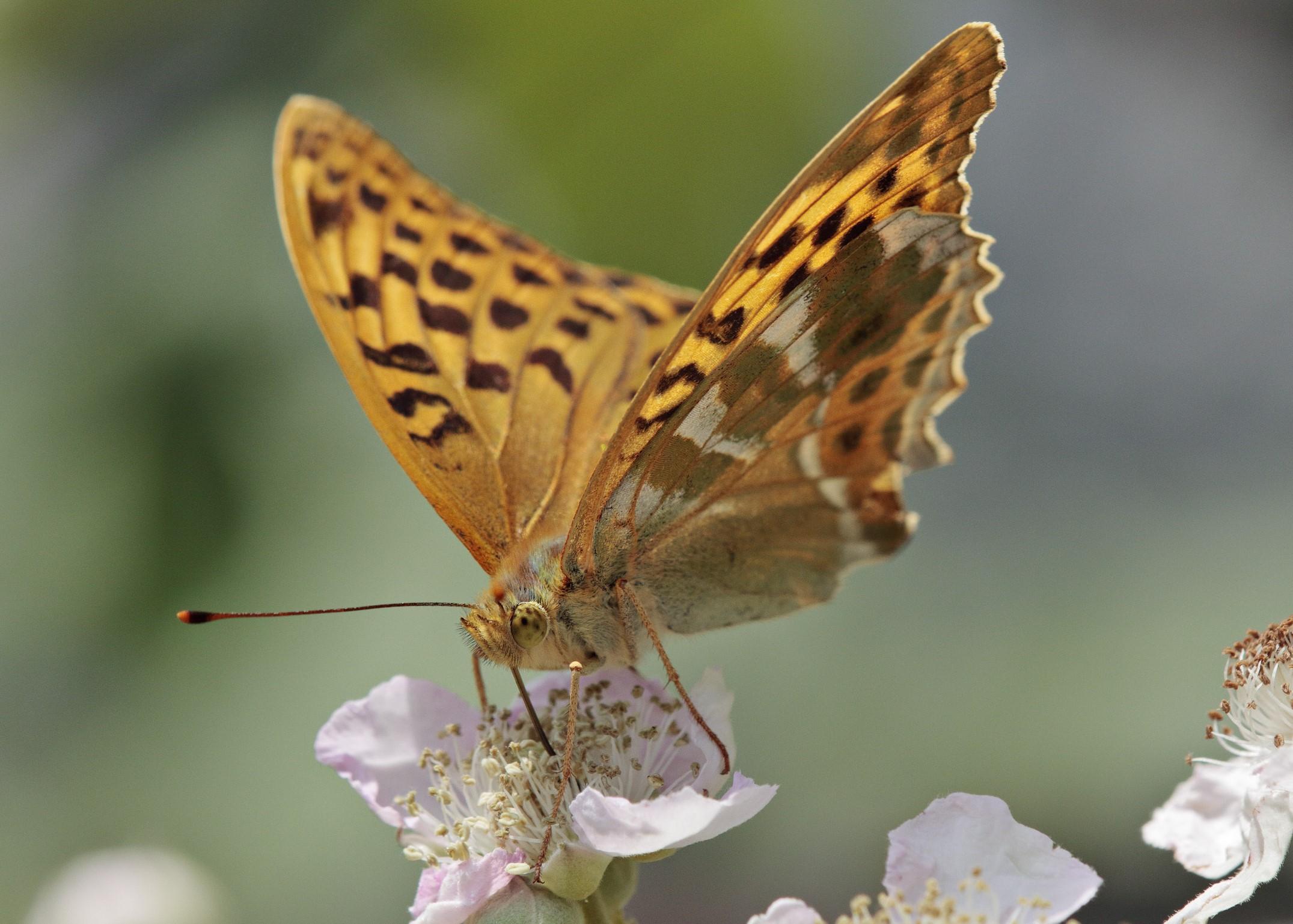 Yleisiä hyönteisiä - Suomen Hyönteisseura