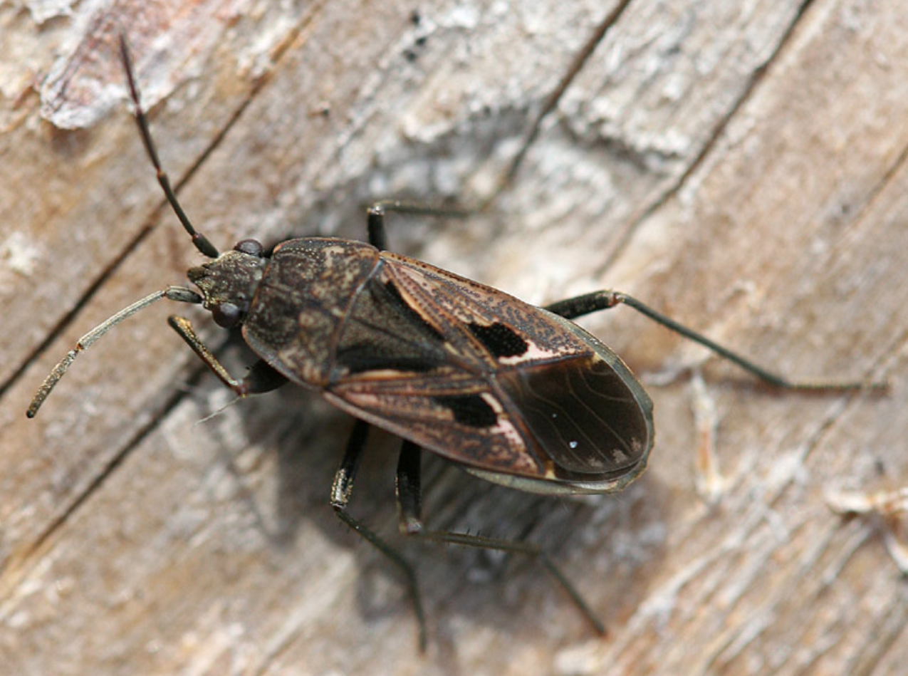 Yleisiä hyönteisiä - Suomen Hyönteisseura