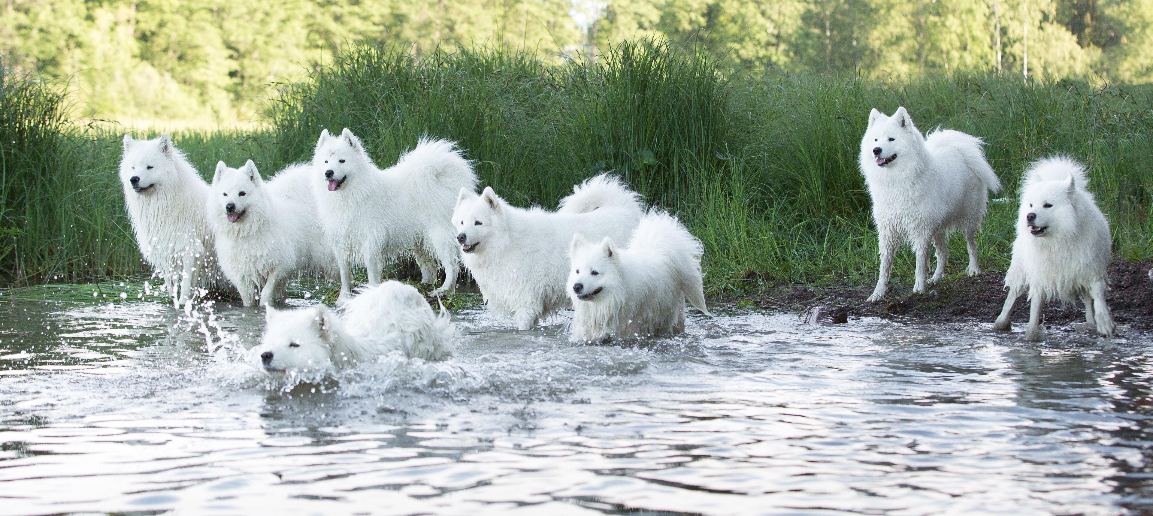 Samojedinkoira - Suomen Samojedinkoirayhdistys ry.