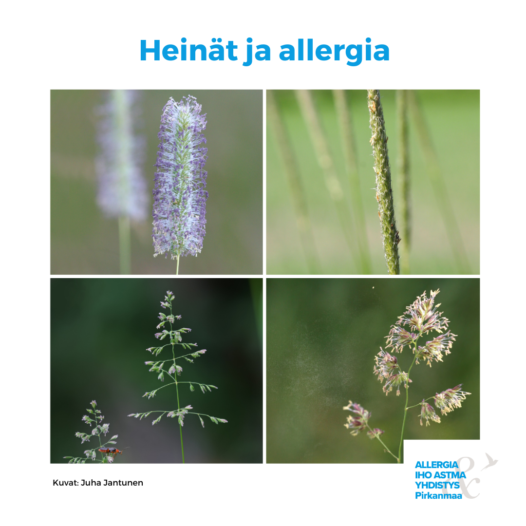 siitep-lyallergia-pirkanmaan-allergia-iho-ja-astmayhdistys