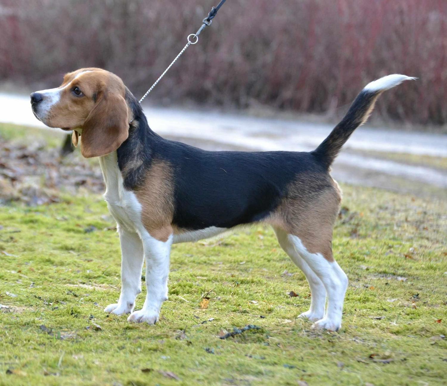 Beagle-info - Suomen Beaglejärjestö - Finska Beagleklubben r.y.