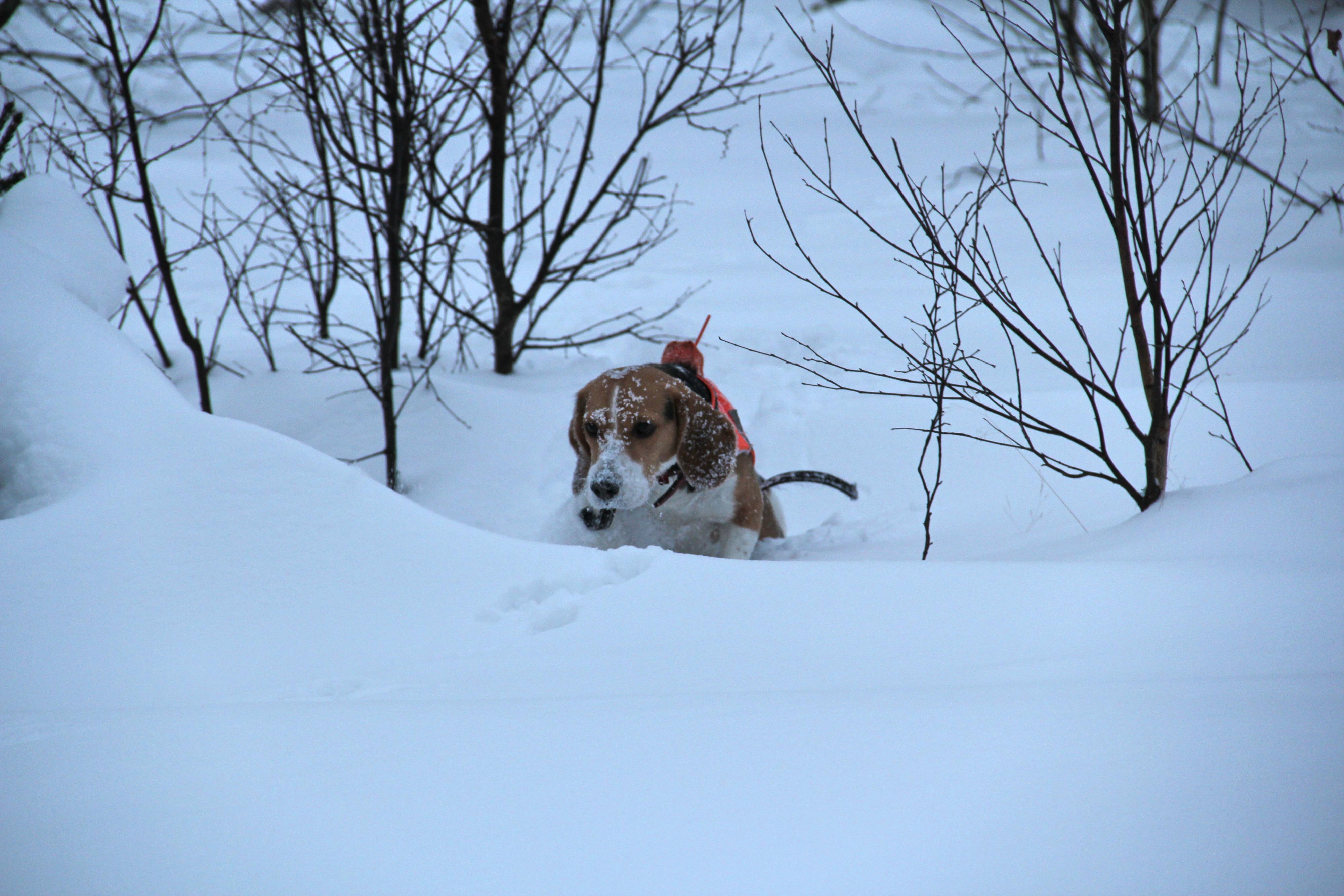 Beagle jäniskoirana - Suomen Beaglejärjestö - Finska Beagleklubben r.y.