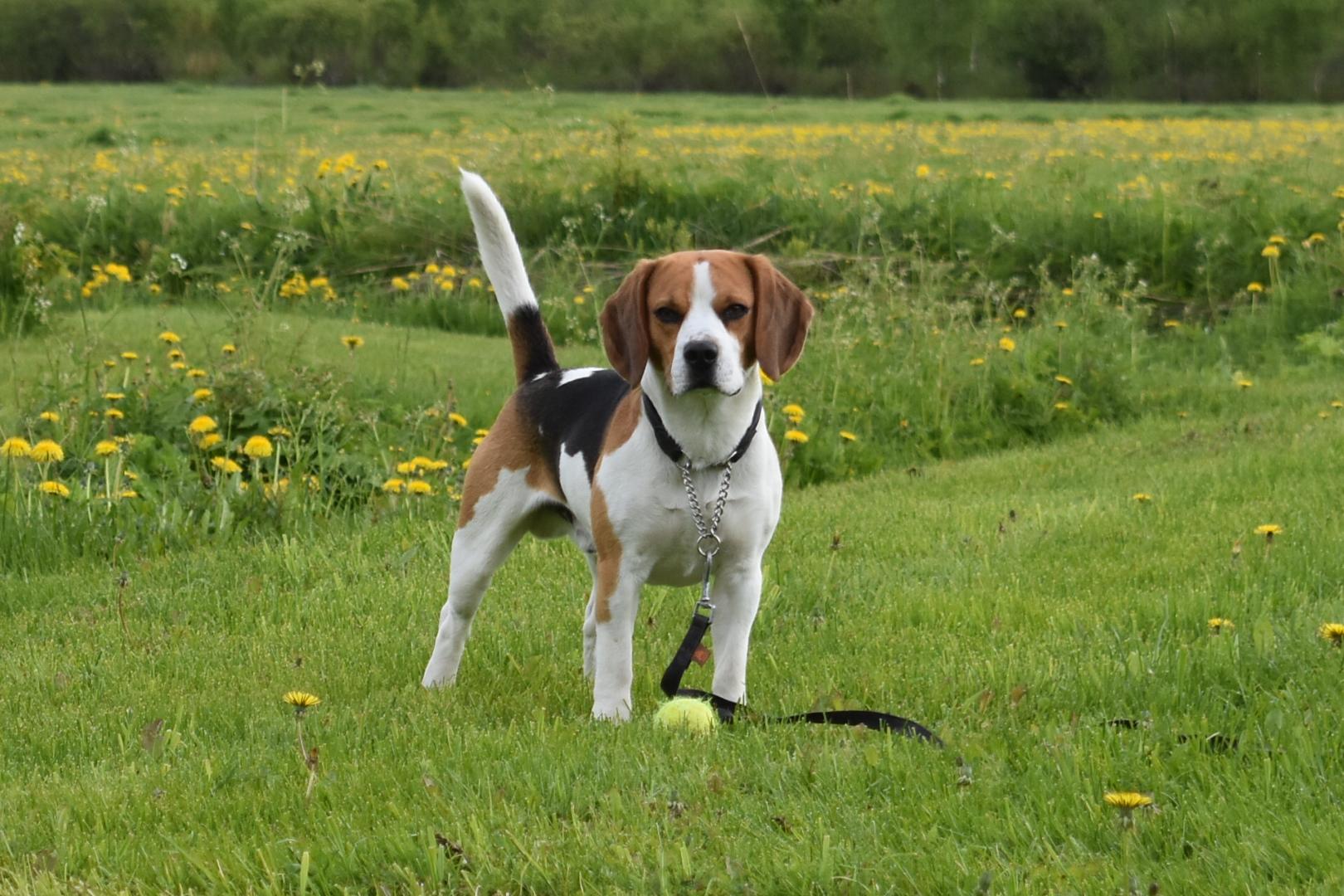 Beagle-info - Suomen Beaglejärjestö - Finska Beagleklubben r.y.