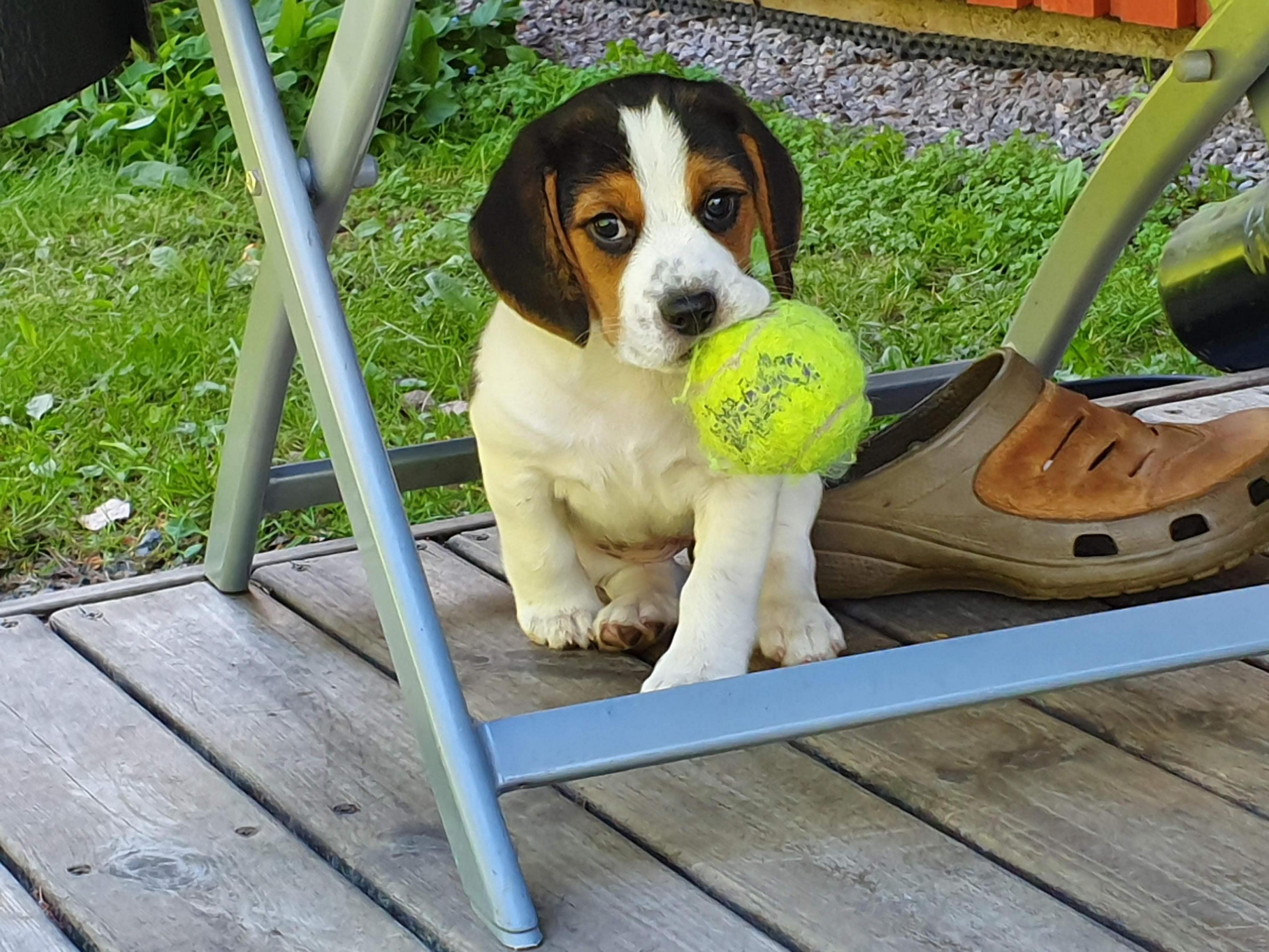 Beagle-info - Suomen Beaglejärjestö - Finska Beagleklubben r.y.