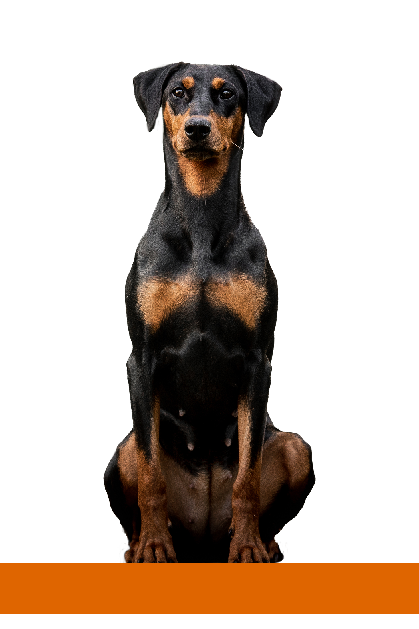 Pinseri - Pinserit ry