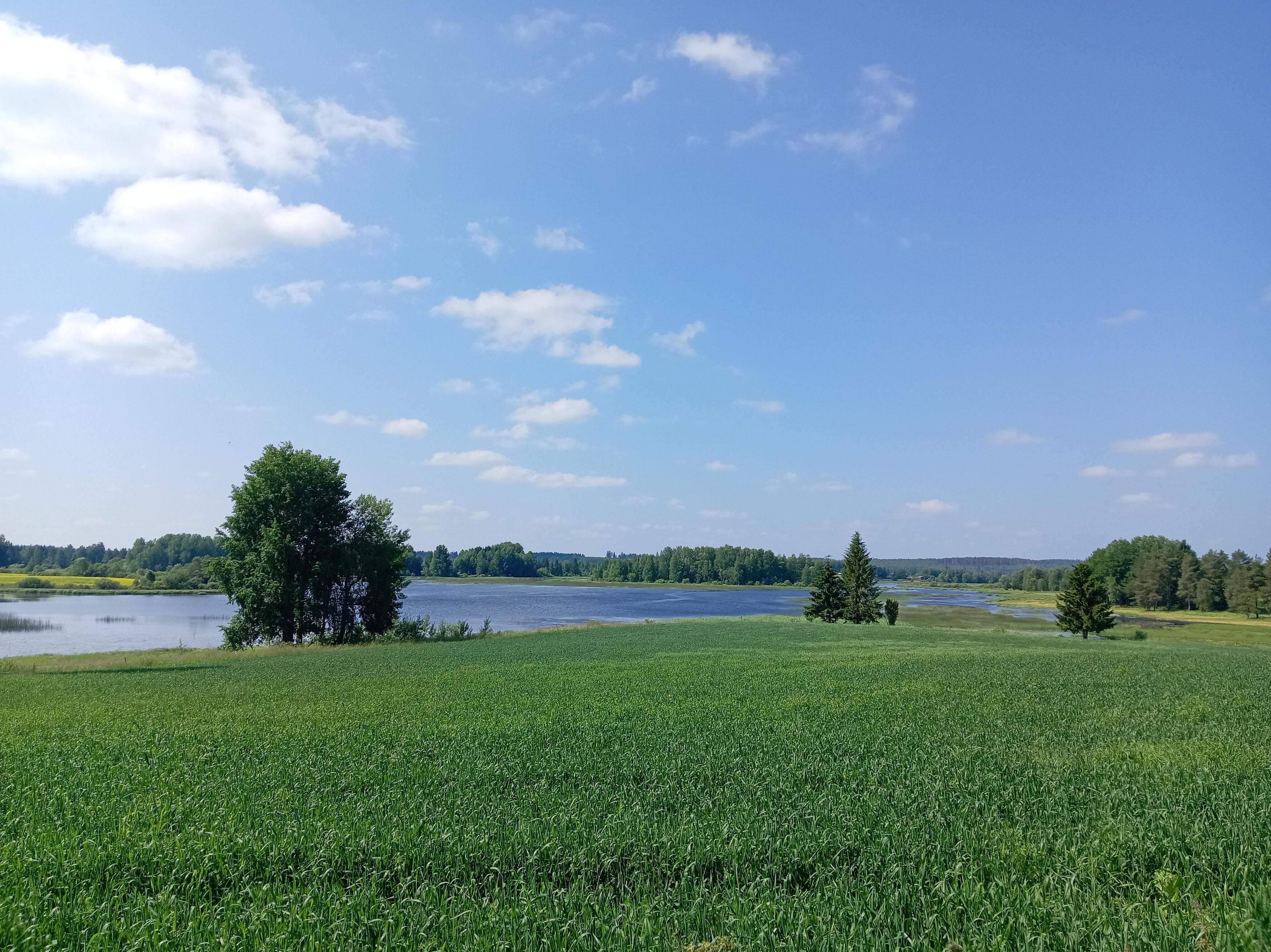 Isovillakoira kasvattaja ja kennel - Lake-Effect kennel